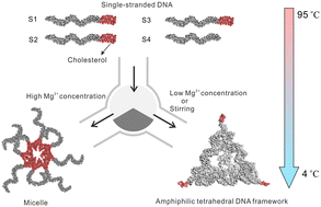 Programming the self-assembly of amphiphilic DNA frameworks for sequential boolean logic ...