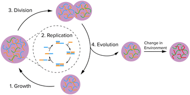 Growth, replication and division enable evolution of coacervate ...