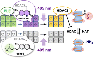 Elucidation of the working principle of a gene-directed caged HDAC ...