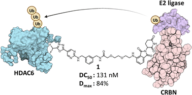 Development of the first non-hydroxamate selective HDAC6 degraders ...