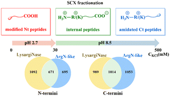 NAPT, an unbiased approach for sequential analysis of the protein N ...
