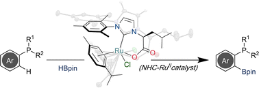 Ruthenium–NHC complex-catalyzed P(iii)-directed C–H borylation of ...