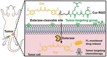 An esterase-activatable curcumin prodrug for tumor-targeting therapy ...
