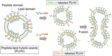 DNA-induced fusion between lipid domains of peptide–lipid hybrid ...