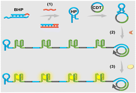A universal rolling circle amplification for label-free and highly ...