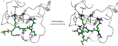 Recognition of stapled histone H3K4me3 peptides by epigenetic reader ...