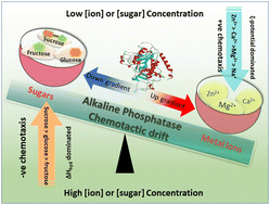 Trade-off between carbohydrates and metal ions regulates the ...