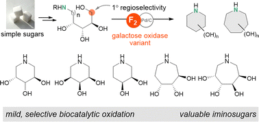 Preparation of iminosugars from aminopolyols via selective oxidation ...