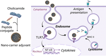 Self-assembling small-molecule adjuvants as antigen nano-carriers ...