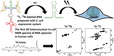 Detection of interaction between an RNA aptamer and its target compound ...