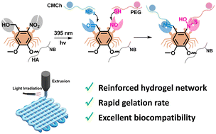 Reinforced hydrogel network building by a rapid dual-photo-coupling ...