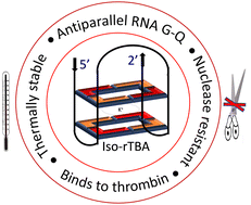 Unlike RNA-TBA (rTBA), iso-rTBA, the 2′–5′-linked RNA-thrombin-binding ...