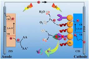 Integrating a zwitterionic peptide with a two-photoelectrode system for ...