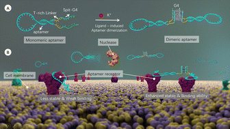 Bioinspired molecular engineering of bivalent aptamers by ligand ...
