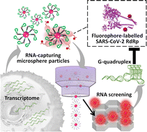 Endogenous G-quadruplex-forming RNAs inhibit the activity of SARS-CoV-2 RNA polymerase ...