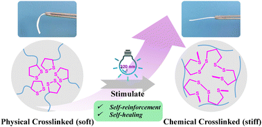 A UV-induced self-reinforced hydrogel based on in situ hydrophobic ...