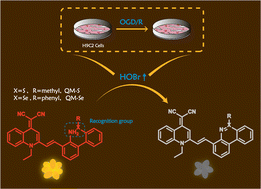 Real-time visualization of the fluctuations in HOBr with AIE ...