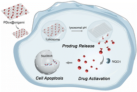 A DNA origami nanostructure embedded with NQO1-activated prodrugs for ...