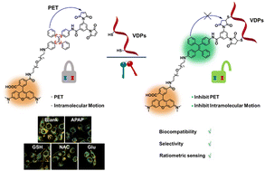 A “dual-key-and-lock” ratiometric fluorescent probe with ...