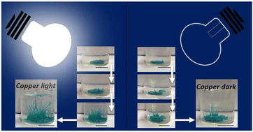 Dissimilar chemobrionic growth in copper silicate chemical gardens in ...