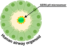 SERS microsensors for pH measurements in the lumen and ECM of stem cell ...