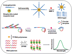 Target-activated cascade transcription amplification lights up RNA ...
