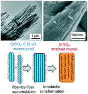 A nonclassical pathway to biomimetic strained SrSO4 crystals ...