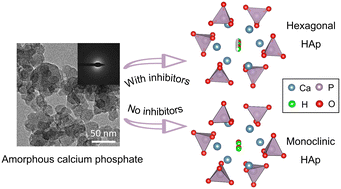 Transformation of amorphous calcium phosphate to monoclinic nano ...
