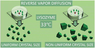 Narrow size distribution of lysozyme crystals in a reverse vapor ...
