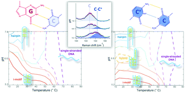 Conformational plasticity of DNA secondary structures: probing the ...