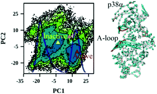 TAB1 binding induced p38α conformation change: an accelerated molecular ...
