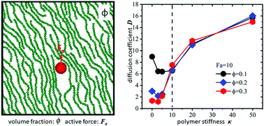 Passive and active tracer dynamics in polymer solutions with isotropic ...