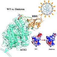 Origin of the tight binding mode to ACE2 triggered by multi-point ...