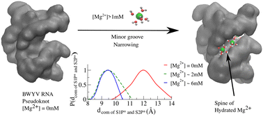 Dynamic effects of the spine of hydrated magnesium on viral RNA ...