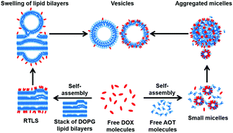 Revealing the mechanisms of vesicle formation with multiple spectral ...