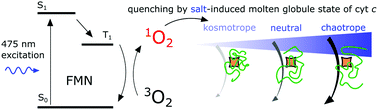 Singlet oxygen quenching as a probe for cytochrome c molten globule ...