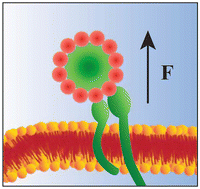 Extracting, quantifying, and comparing dynamical and biomechanical ...