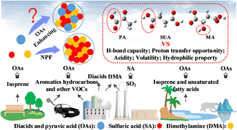 Sulfuric acid–dimethylamine particle formation enhanced by functional organic acids: an ...