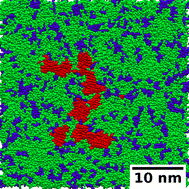 Simulation study of domain formation in a model bacterial membrane ...