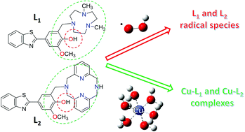 Antioxidant and copper-chelating power of new molecules suggested as ...