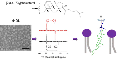 Analysis of the orientation of cholesterol in high-density lipoprotein ...