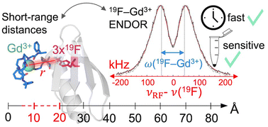 Short-range ENDOR distance measurements between Gd(iii) and ...
