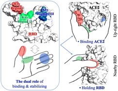 RBD spatial orientation of the spike protein and its binding to ACE2 ...