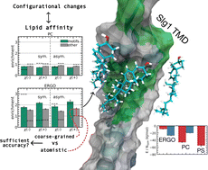 The impact of bilayer composition on the dimerization properties of the ...