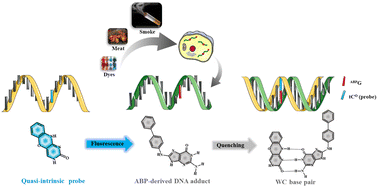 Quasi-intrinsic fluorescent probes for detecting the DNA adduct (ABPdG ...