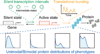 Silent transcription intervals and translational bursting lead to ...