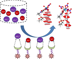 An insight into the sequestration of tetra and hexavalent actinides by ...