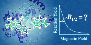 Magnetic field effects on radical pair reactions: estimation of B1/2 ...