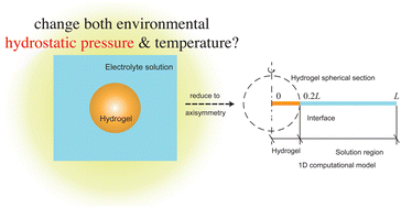 Multiphysics modeling for pressure-thermal sensitive hydrogels ...