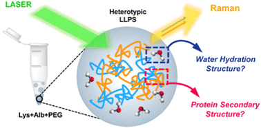 Micro-Raman spectroscopic analysis of liquid–liquid phase separation ...